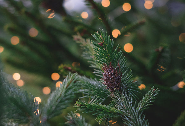 How Long Do Christmas Trees Last? – Old World Christmas